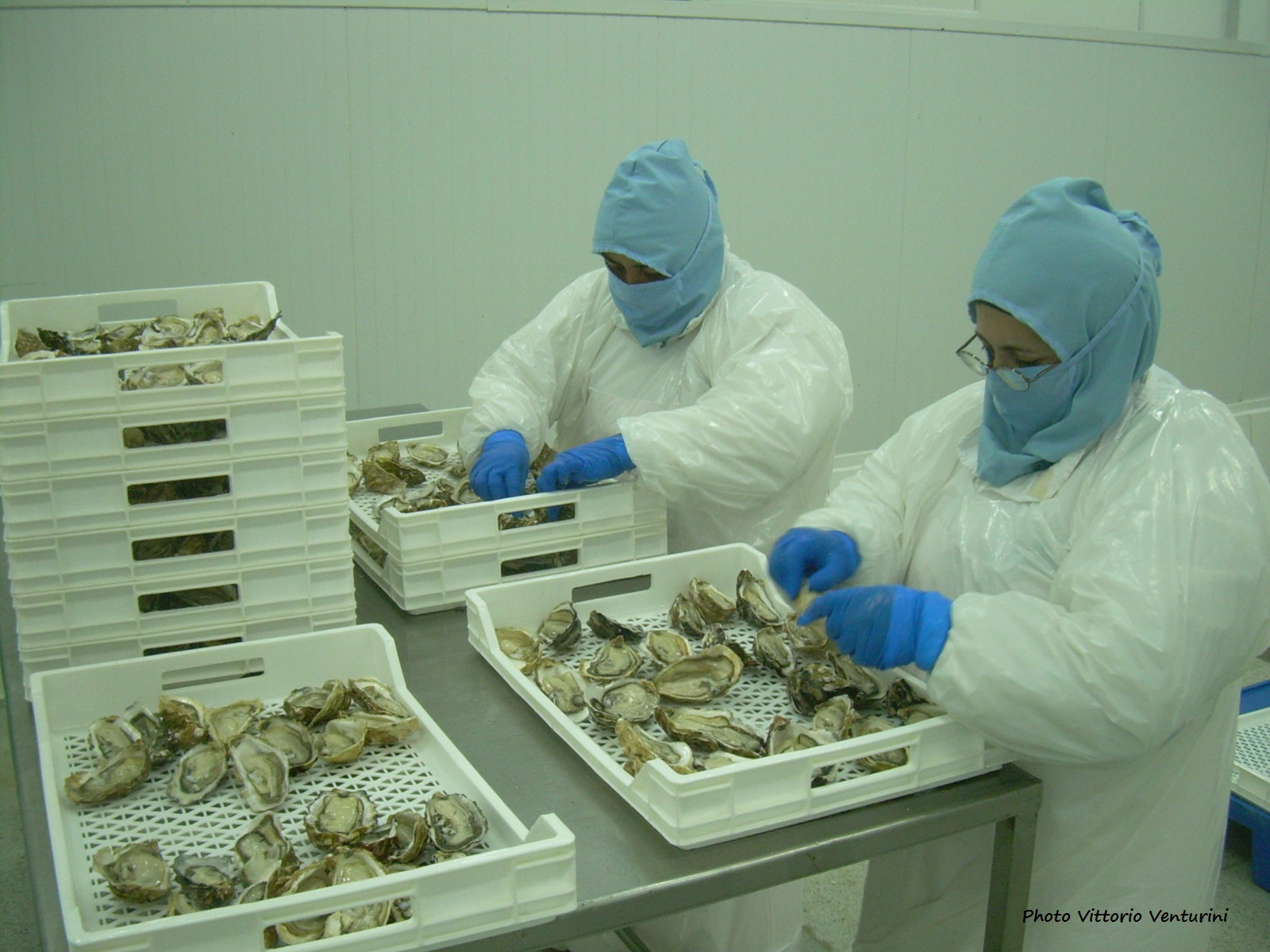 Shellfish Farming - Regulation - New Projects (Scallops, Oyster ...